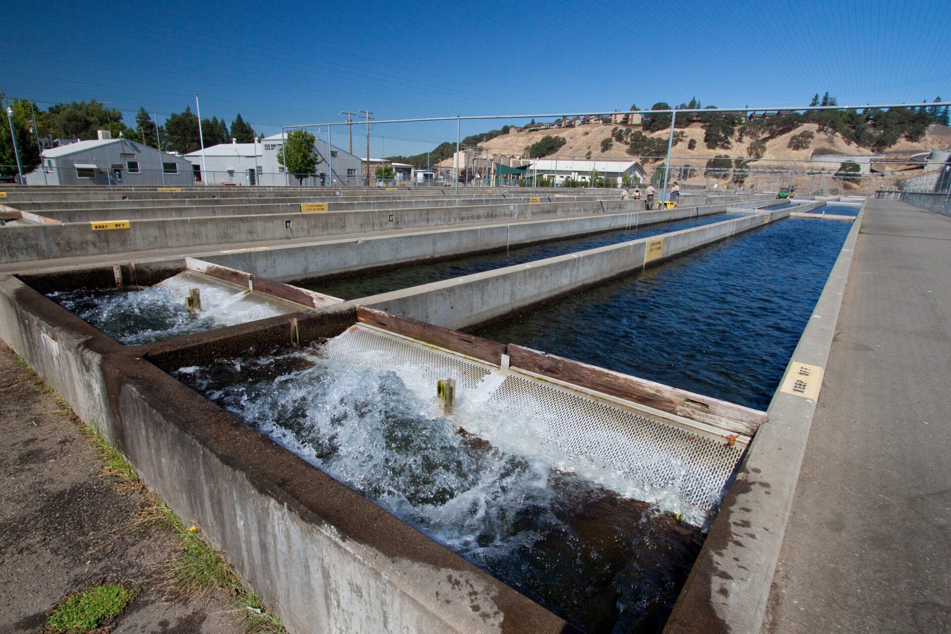 Don't Put All Your (Fish) Eggs in One Basket: Enhancing Diversity to ...