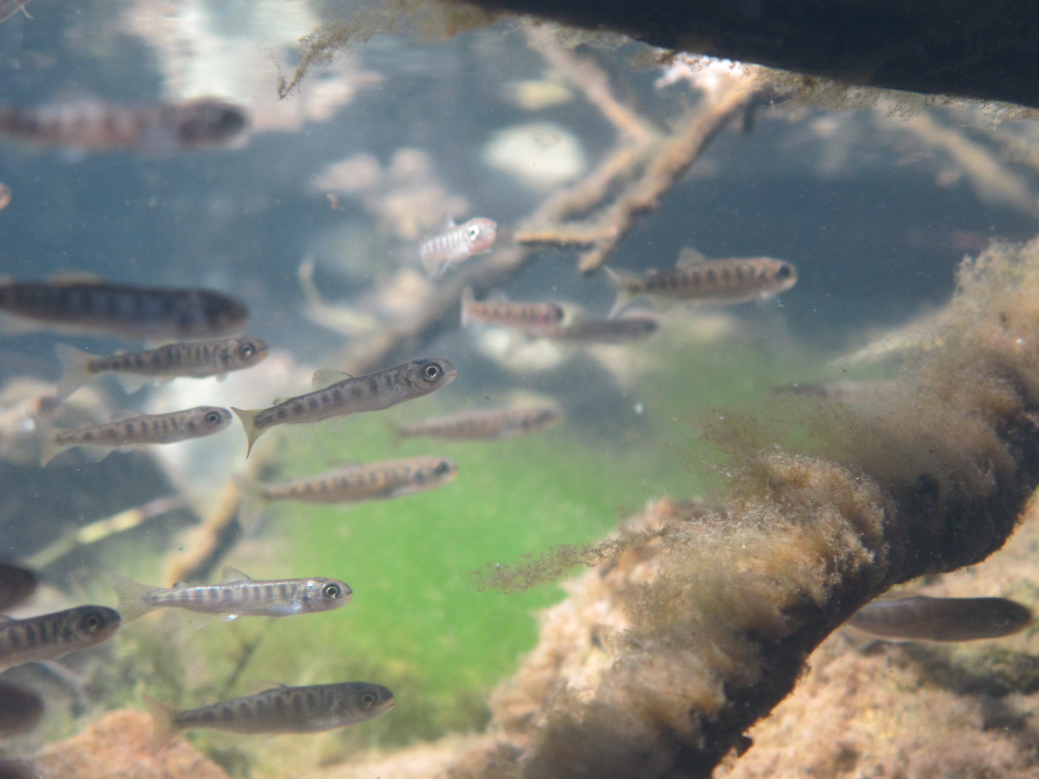 Bugs and Guts: How the Gut Microbiome Helps Fish (and Human) Hosts ...