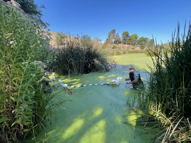 Bugs and Guts: How the Gut Microbiome Helps Fish (and Human) Hosts ...
