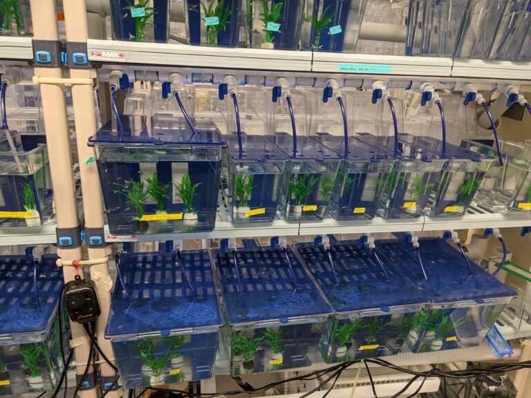 Bugs and Guts: How the Gut Microbiome Helps Fish (and Human) Hosts ...