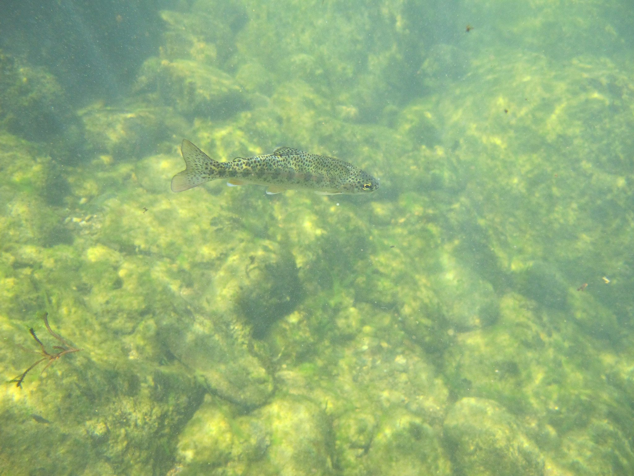 Stranger in a Strange River: The Genetics of Hatchery Steelhead in ...