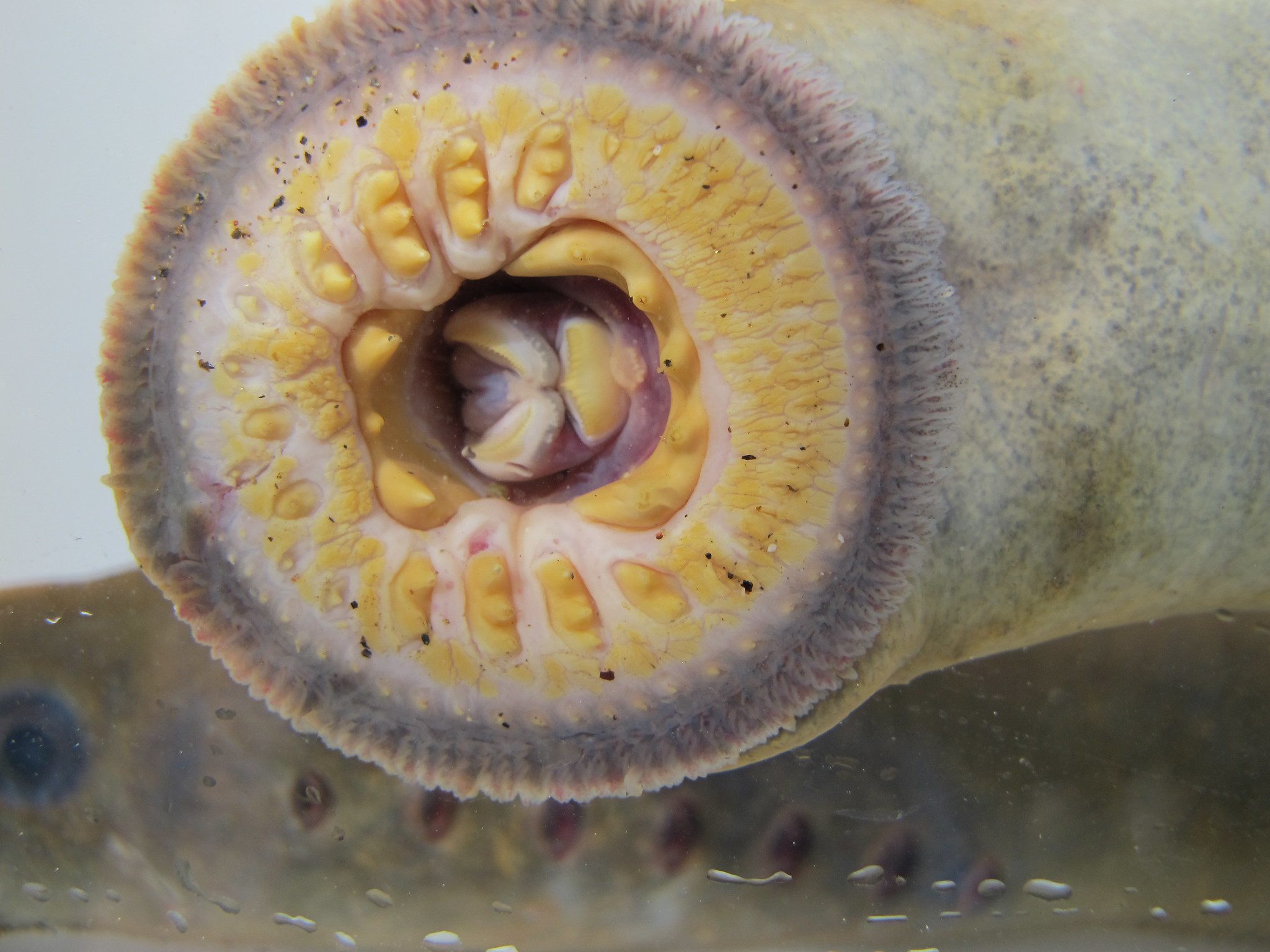 For the Love of Lamprey: New Study Reveals Hidden Lamprey Diversity in ...
