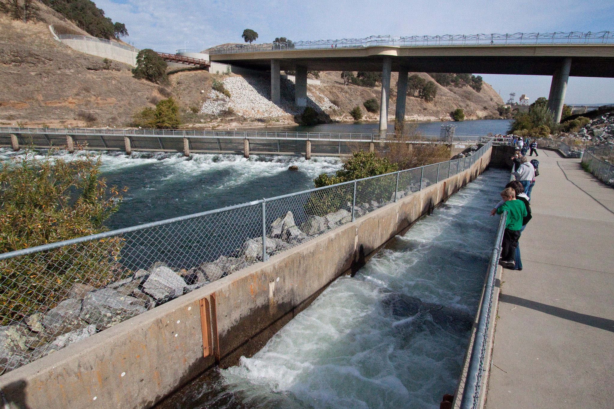 Stranger in a Strange River: The Genetics of Hatchery Steelhead in ...