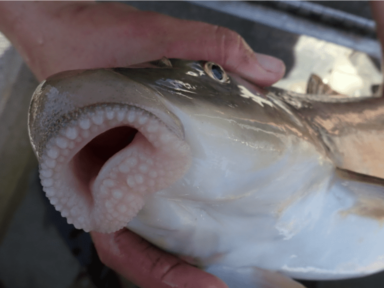 From Head to Tail: Using Morphology to Identify Fish Species - FISHBIO ...