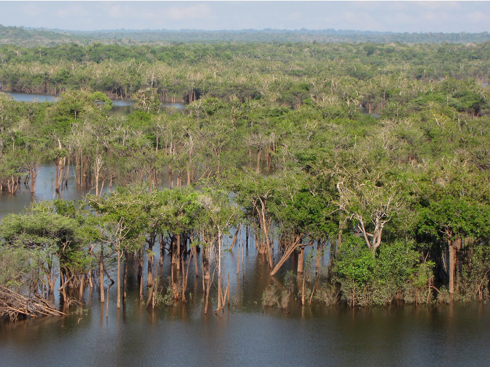 Wild Rivers: The Amazon – Bastion of Biodiversity - FISHBIO | Fisheries ...