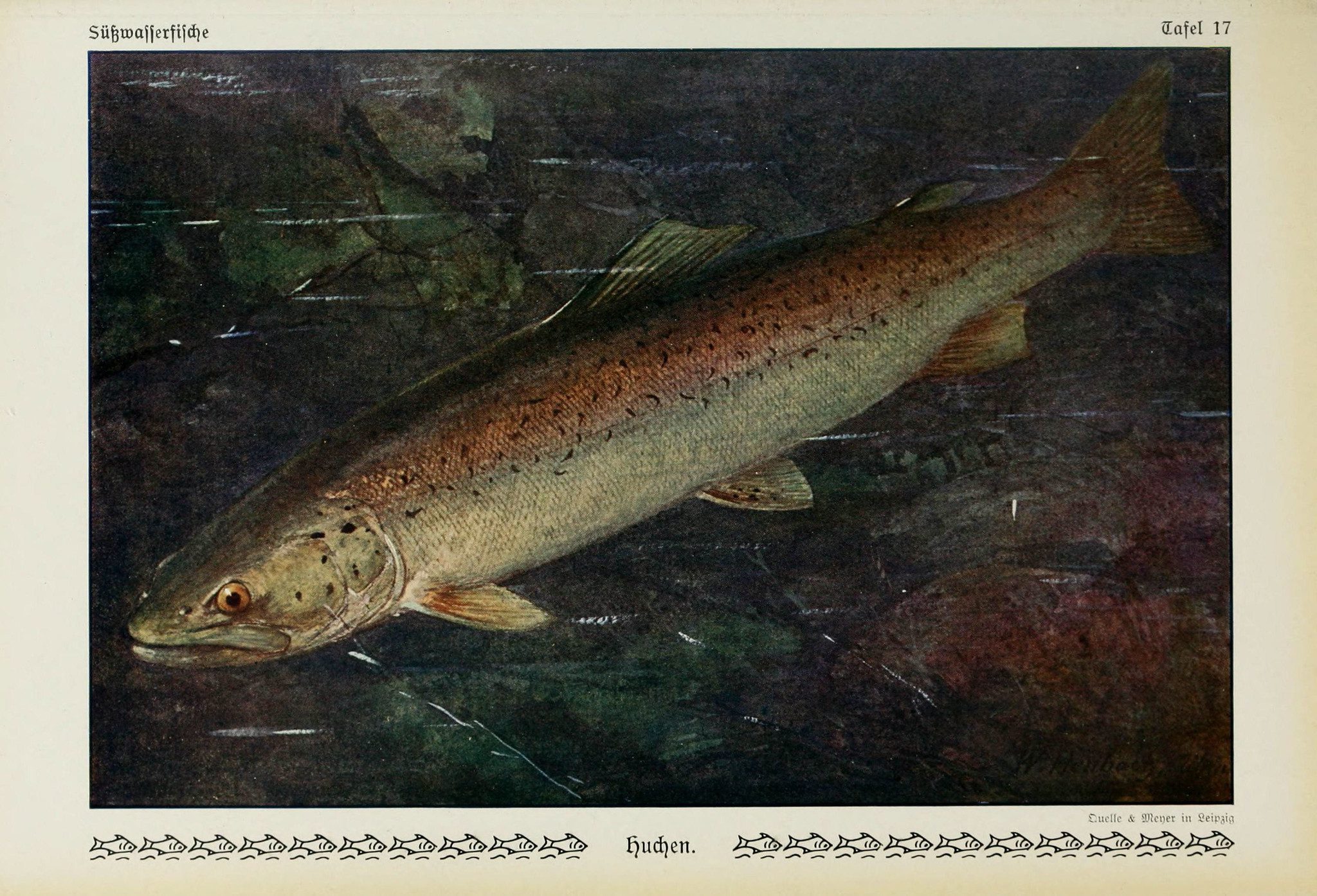 Wild Rivers: The Balkan Peninsula – Europe's Blue Heart - FISHBIO ...