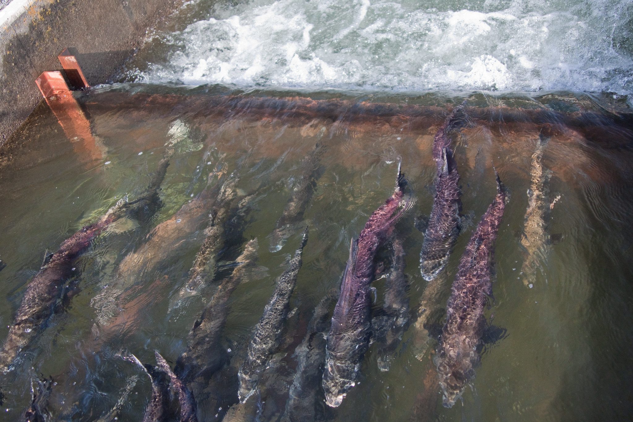 Happy World Fish Migration Day! Celebrating Existing and Renewed Free ...