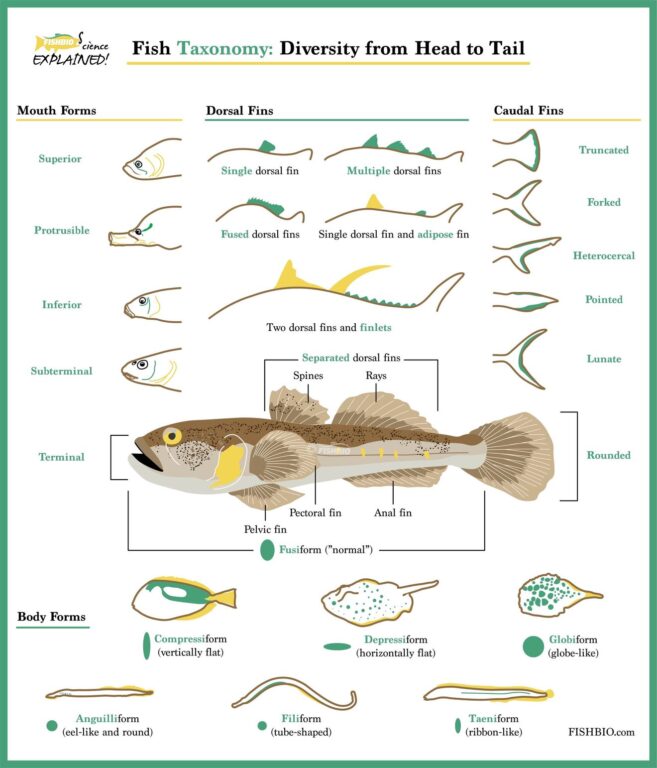 From Head to Tail: Using Morphology to Identify Fish Species - FISHBIO ...