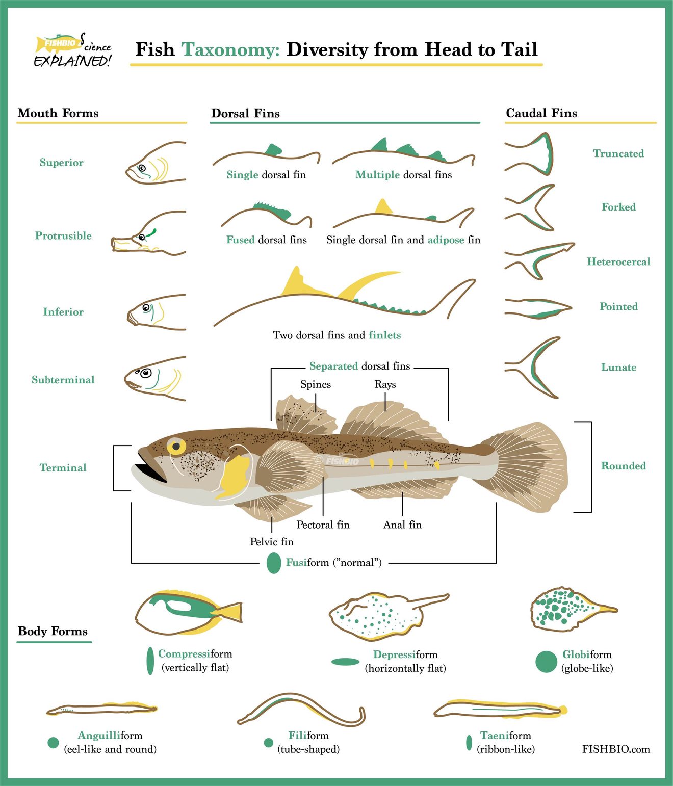 From Head to Tail: Using Morphology to Identify Fish Species - FISHBIO ...