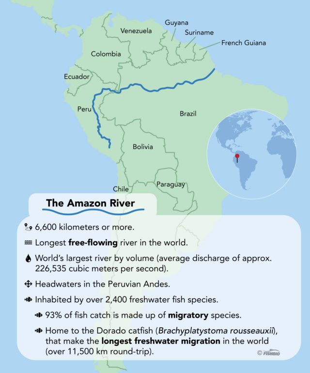 Wild Rivers: The Amazon – Bastion of Biodiversity - FISHBIO | Fisheries ...