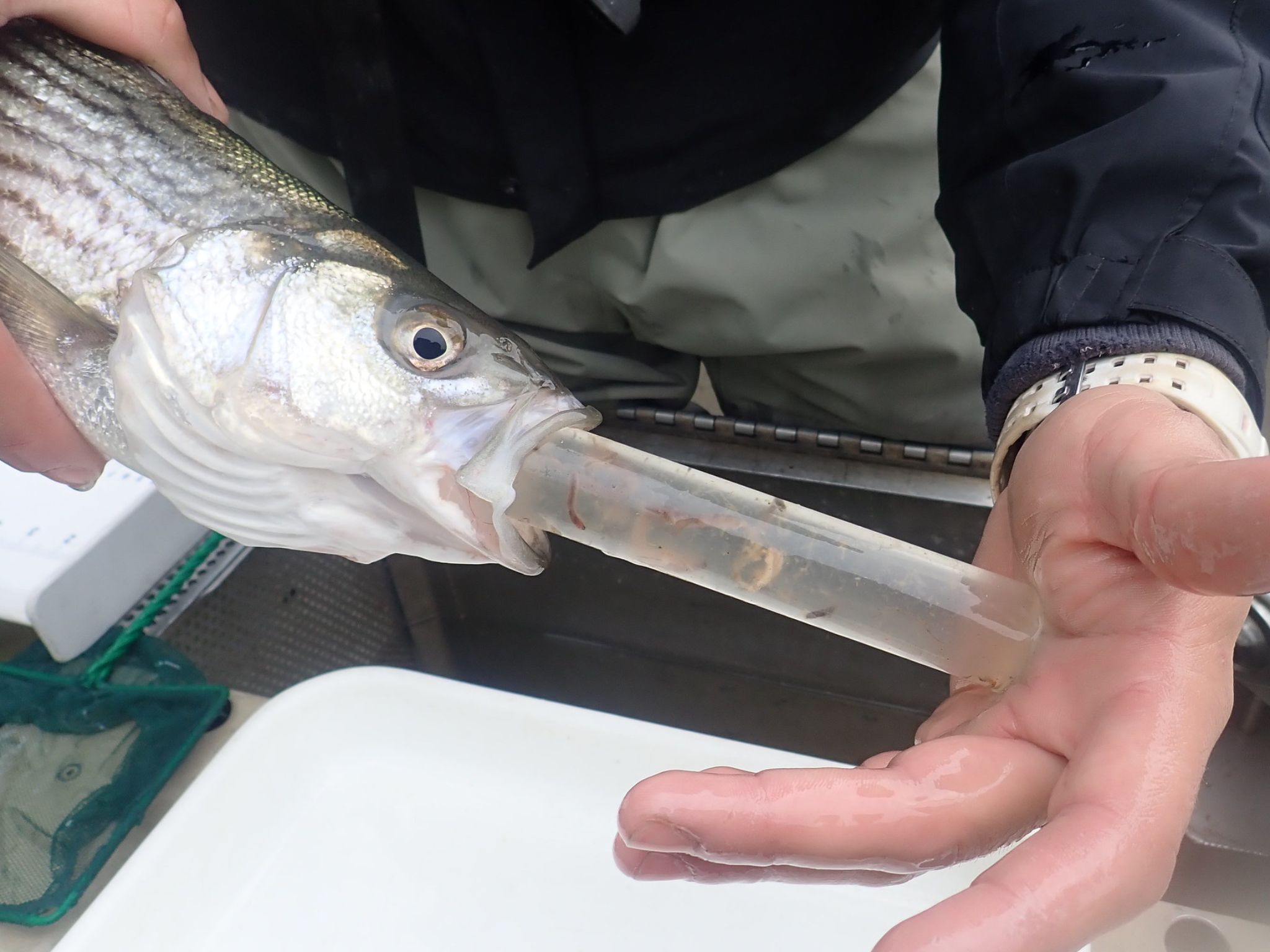 Food for Thought: Studying Fish Diets to Inform Management - FISHBIO ...