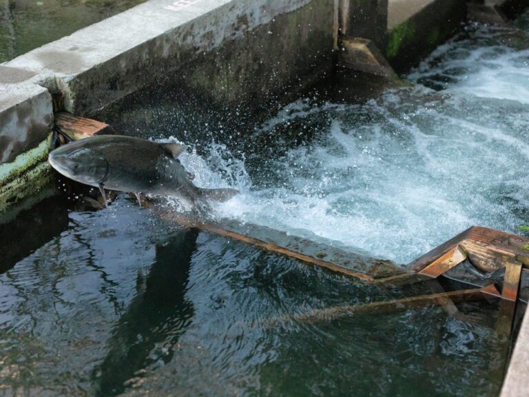 Dam Confusing: Predicting the Impacts of Dams on Fish Proves ...