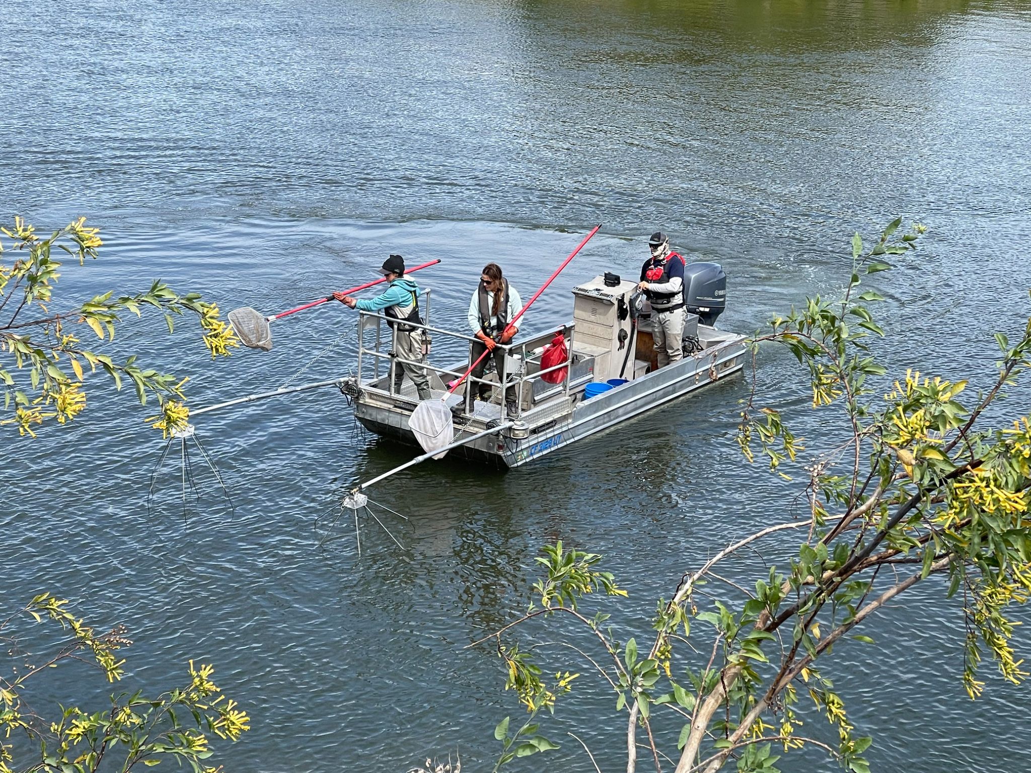 A Window into the Life of a Fisheries Technician - FISHBIO | Fisheries ...