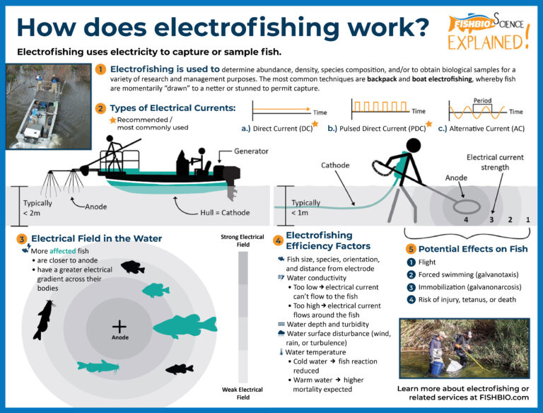 Here's The Buzz — A Fish Sampling Technique That Will Shock You ...