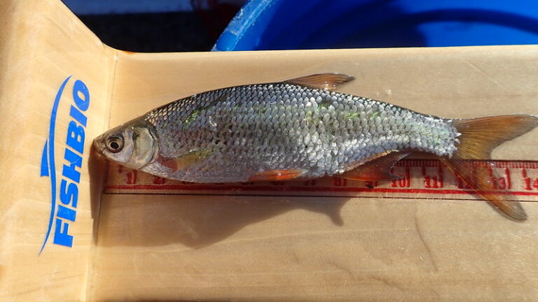 Golden Shiner - FISHBIO | Fisheries Consultants