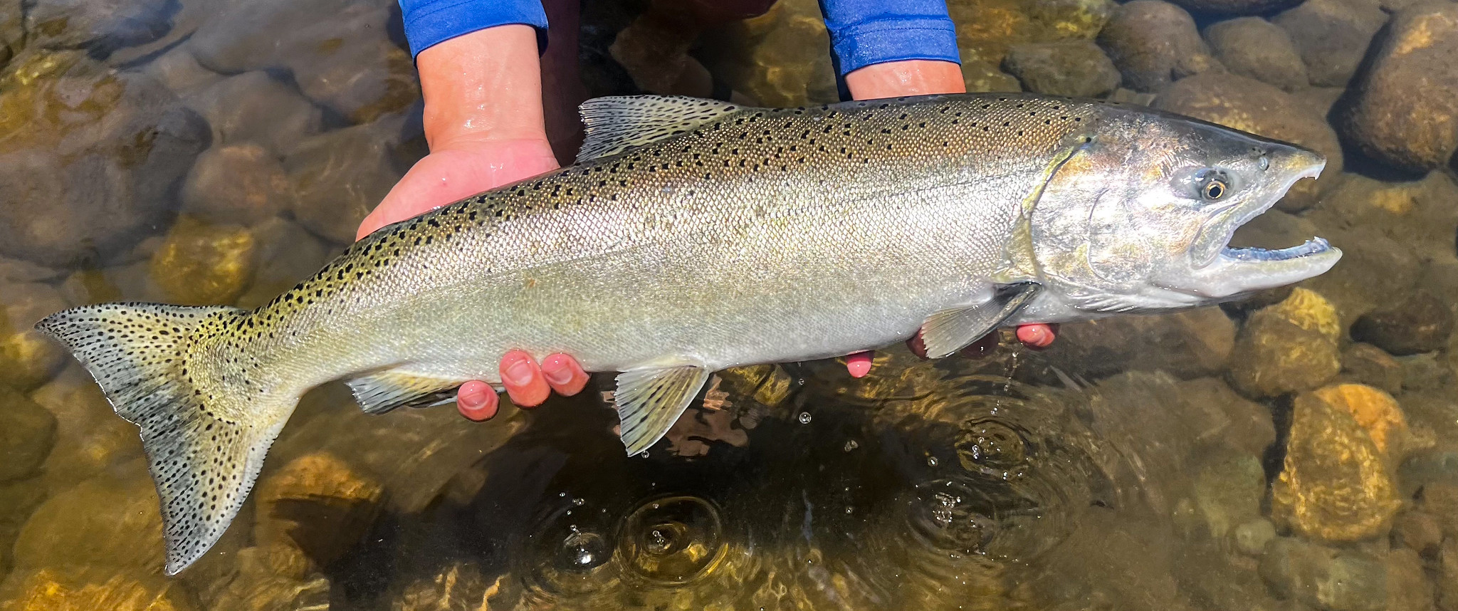 Chinook Salmon - FISHBIO | Fisheries Consultants