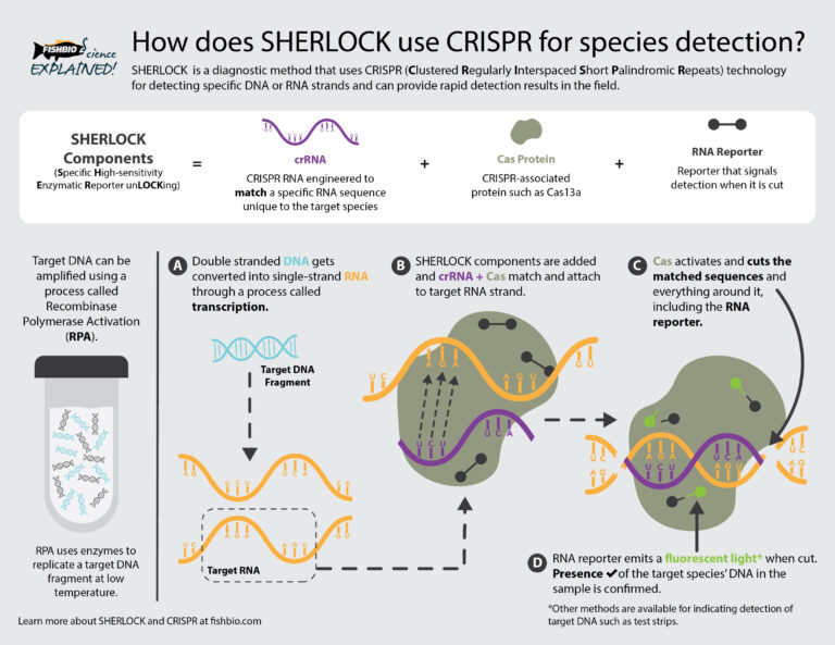 Fish Science Explained: How SHERLOCK uses CRISPR technology for species ...