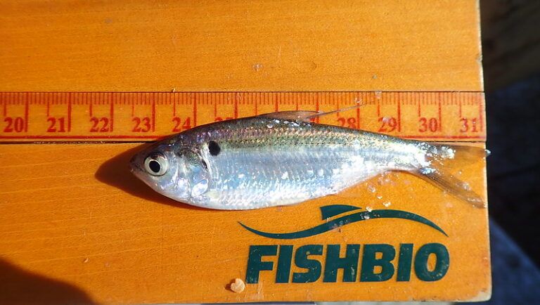 Threadfin shad - FISHBIO | Fisheries Consultants
