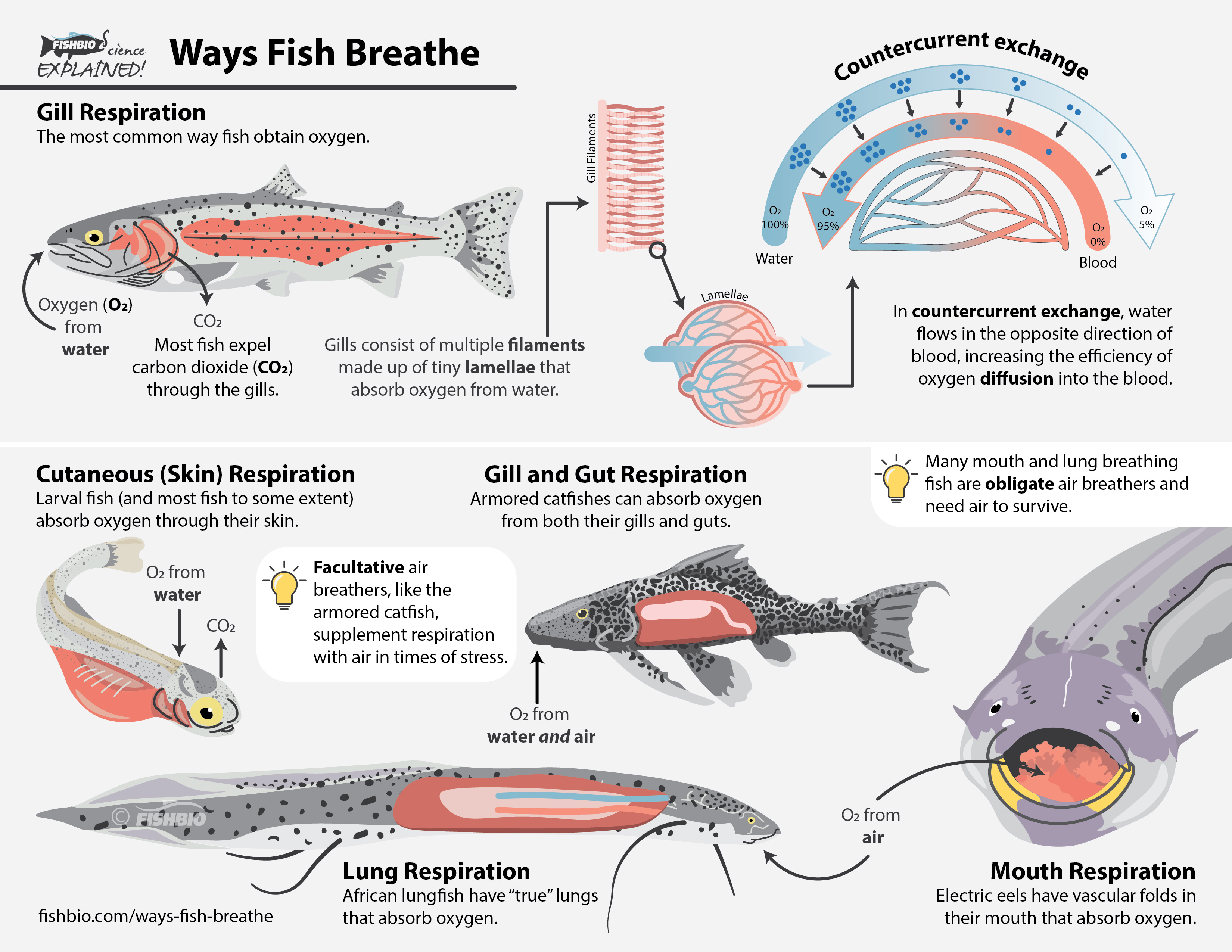 Take My Breath Away: From Gills to Lungs, Fish Do It All - FISHBIO ...