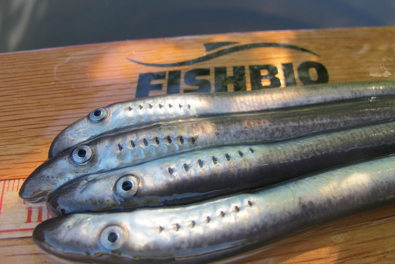 Ancient Fish, Modern Science: Pacific Lamprey Migration Types Linked to ...