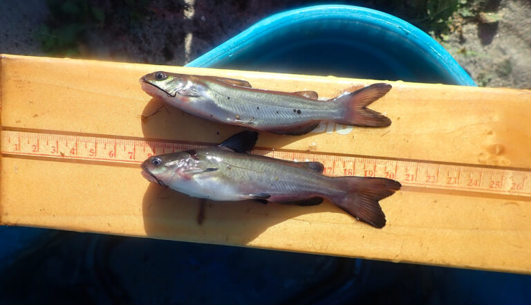 Channel Catfish - FISHBIO | Fisheries Consultants