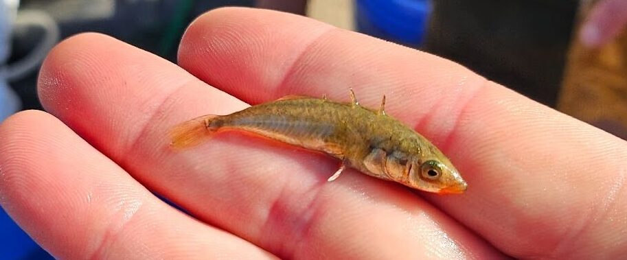Threespine Stickleback - FISHBIO | Fisheries Consultants