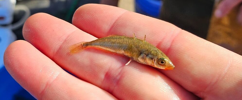 Threespine Stickleback - FISHBIO | Fisheries Consultants