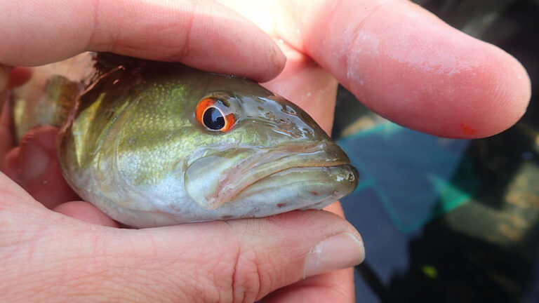 Redeye Bass - FISHBIO | Fisheries Consultants