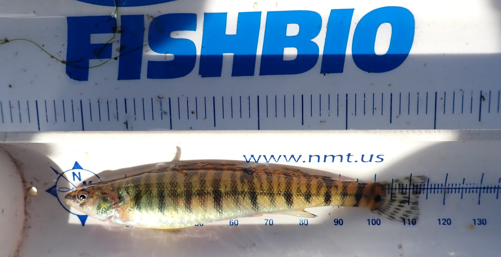 Bigscale Logperch - FISHBIO | Fisheries Consultants