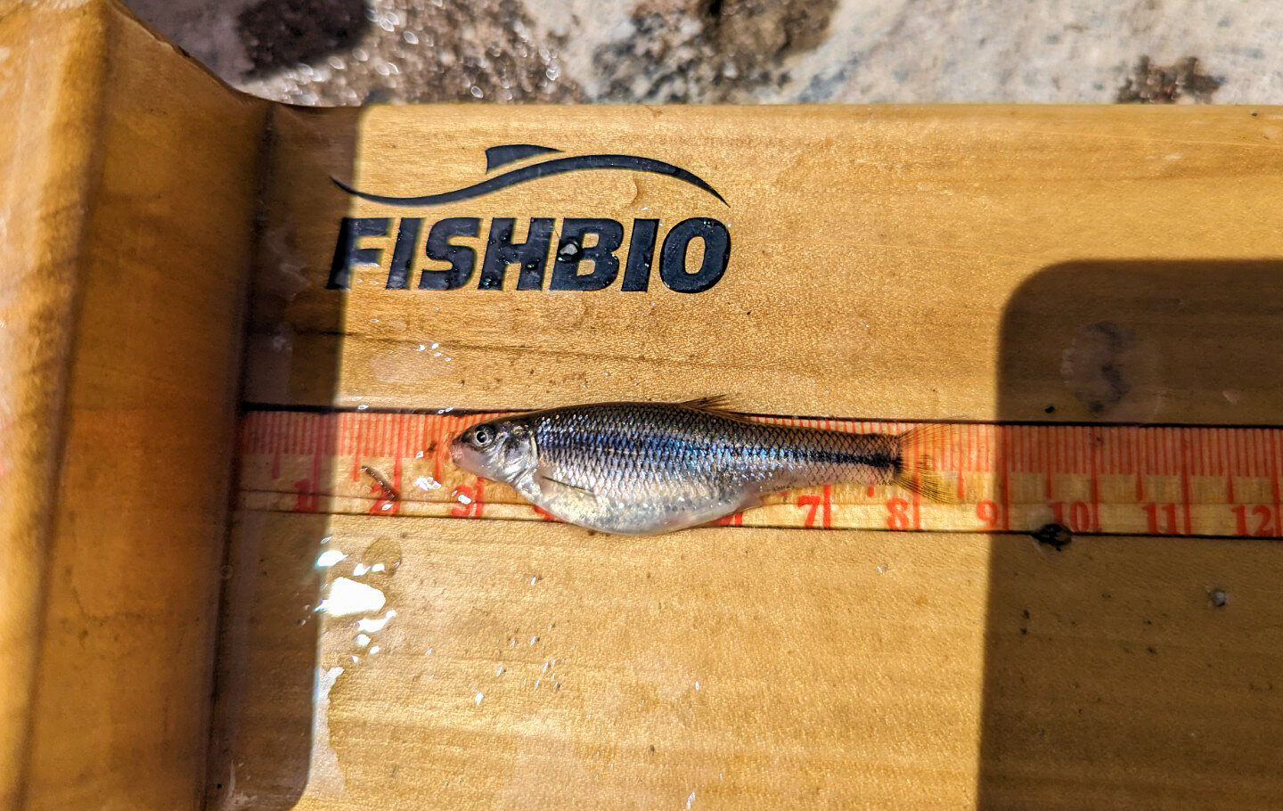 Fathead Minnow - FISHBIO | Fisheries Consultants