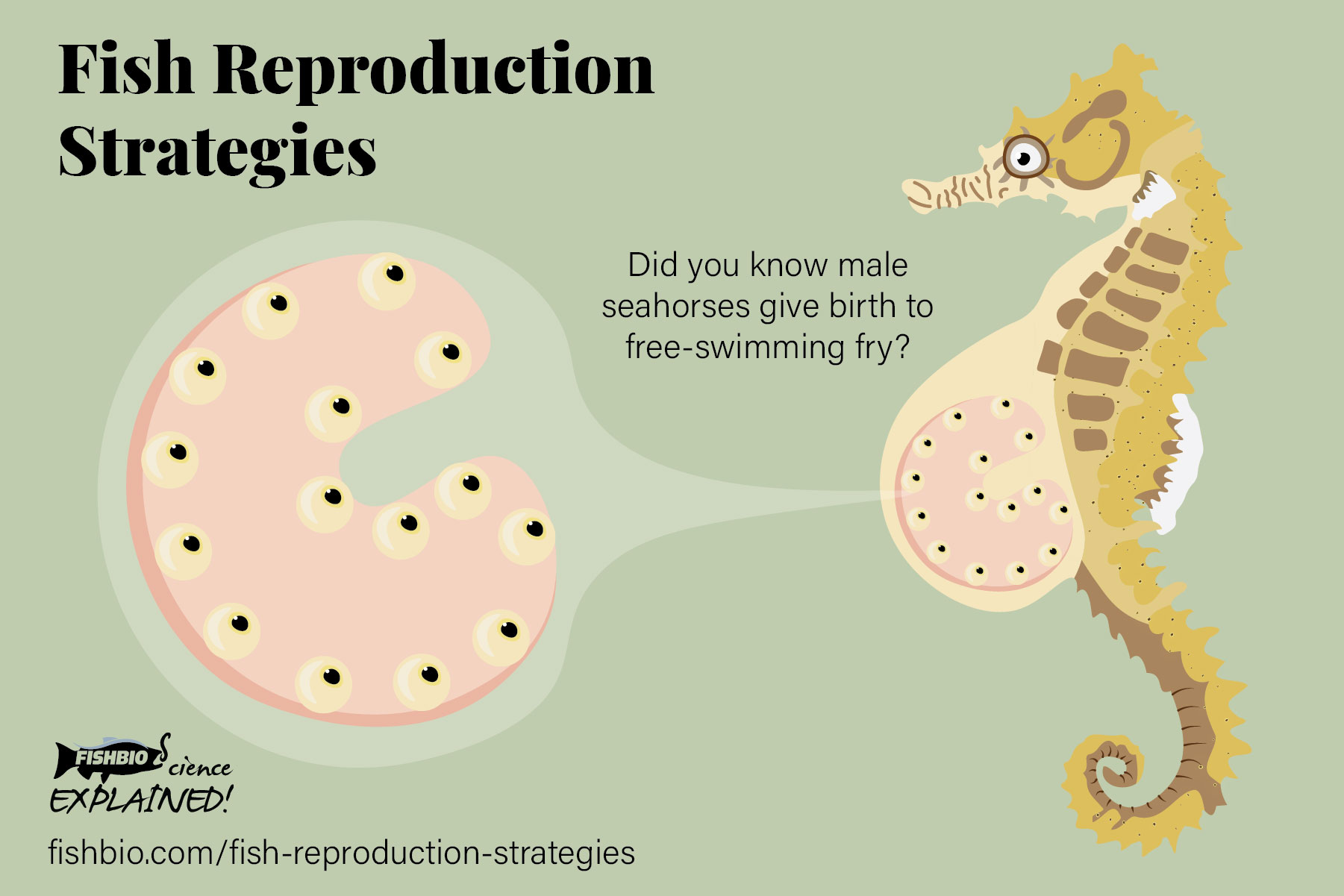 Battle Of The Sexes: An Evolutionary Arms Race To Guarantee ...