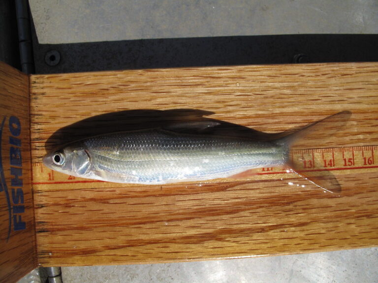 Sacramento Splittail - FISHBIO | Fisheries Consultants