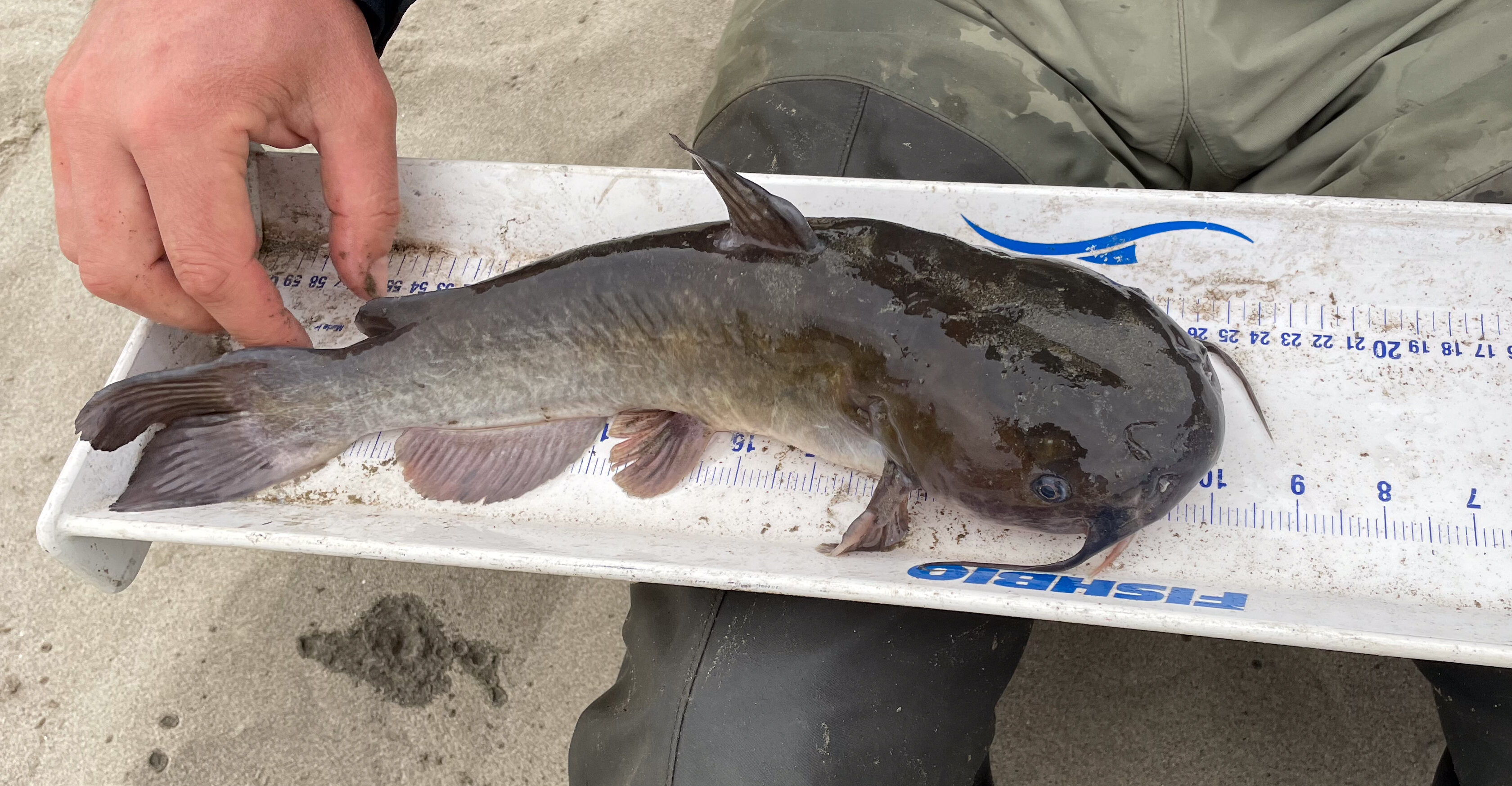 White Catfish - FISHBIO | Fisheries Consultants