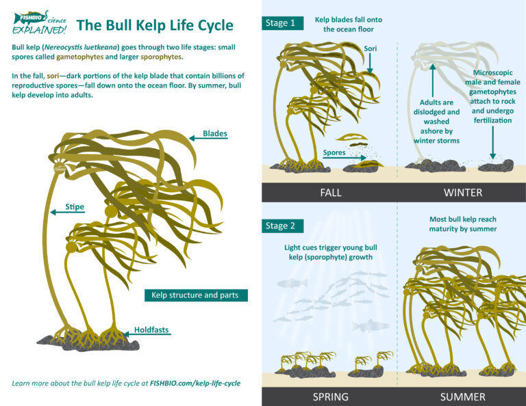 From Spore to Shore: The Life Cycle of Kelp - FISHBIO | Fisheries ...