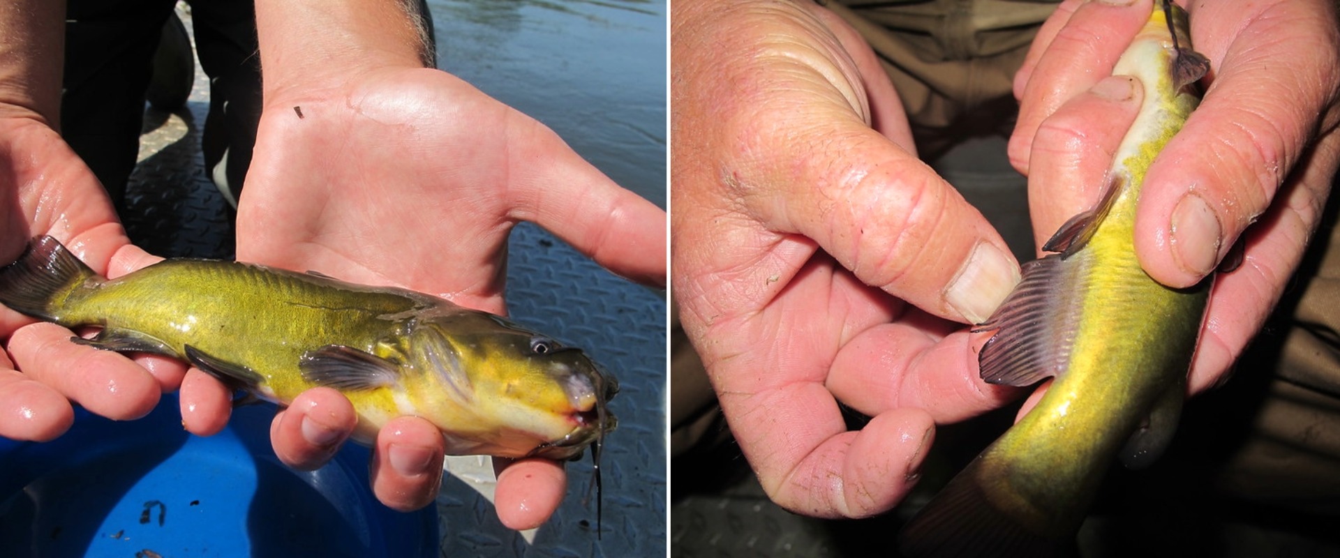 Black Bullhead - FISHBIO | Fisheries Consultants