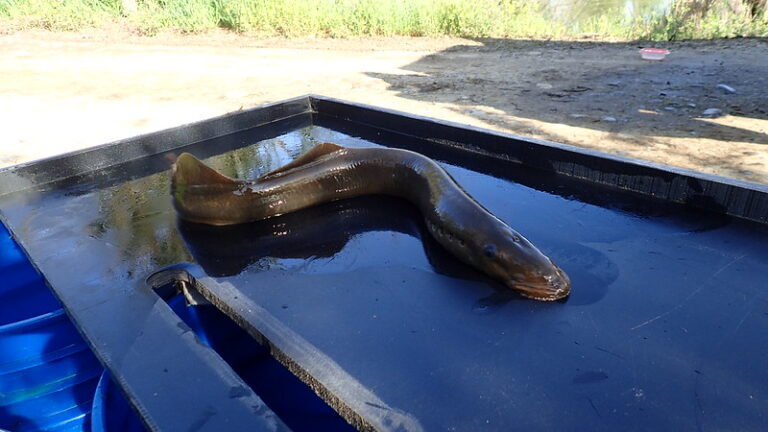 Pacific Lamprey - FISHBIO | Fisheries Consultants